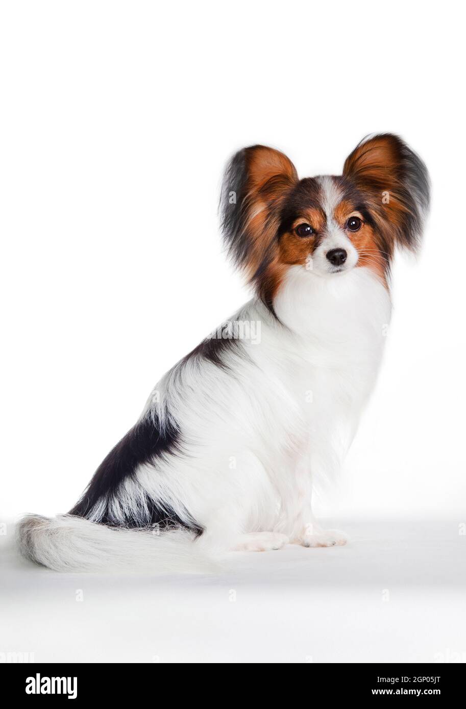 What Is A Papillon Look Like