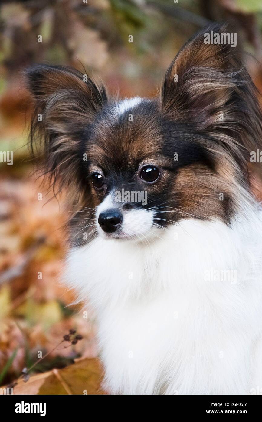 Dog breeds papillon hi-res stock photography and images - Alamy