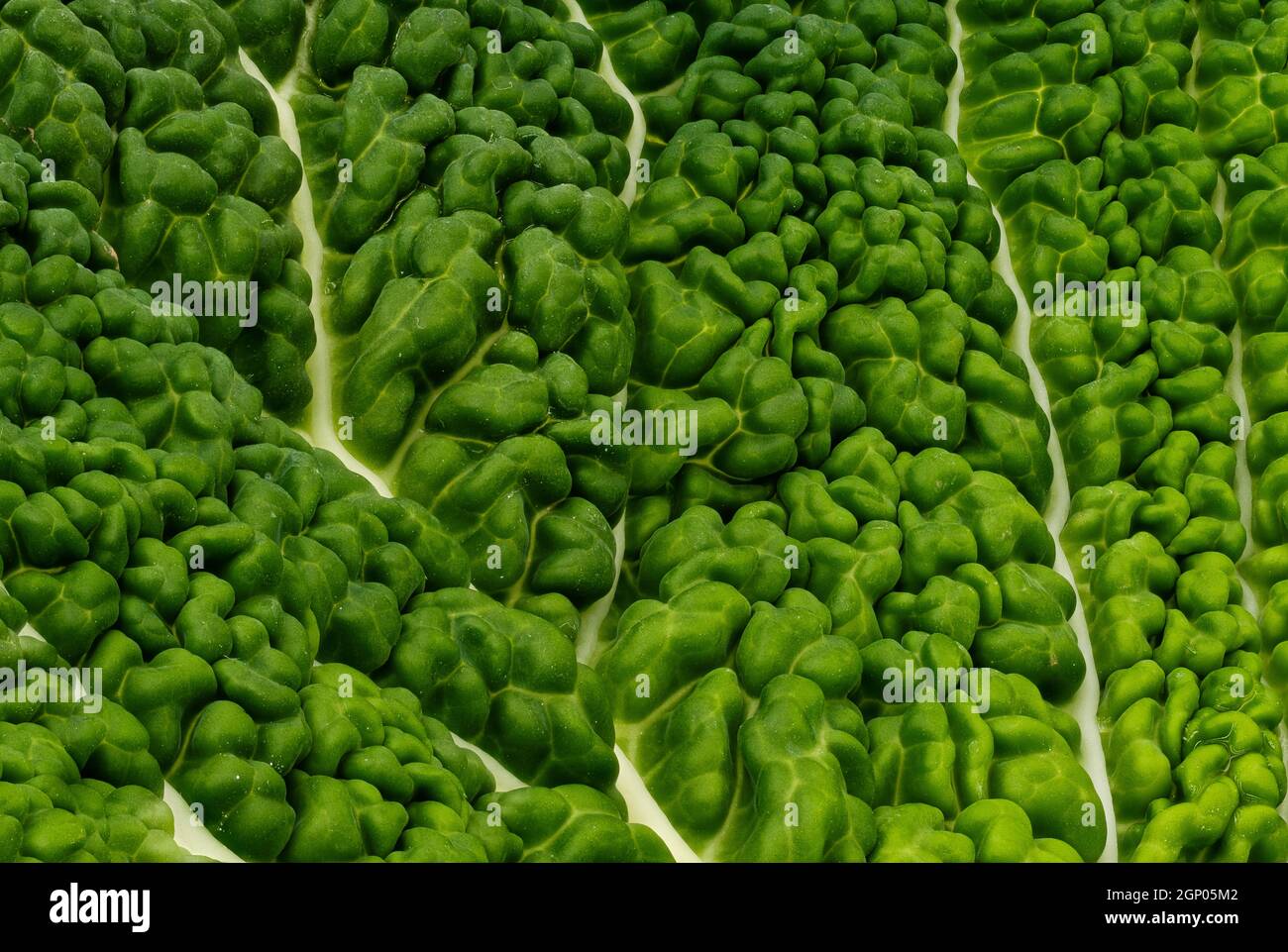 Gabbage Leaf Close Up, studio shot of green vegetable Stock Photo - Alamy
