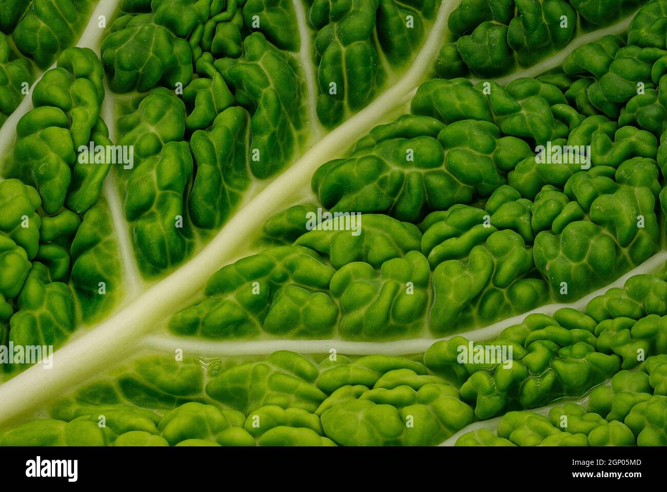 Gabbage Leaf Close Up, studio shot of green vegetable Stock Photo - Alamy