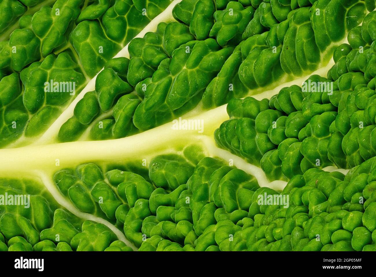 Close up of gabbage hi-res stock photography and images - Alamy