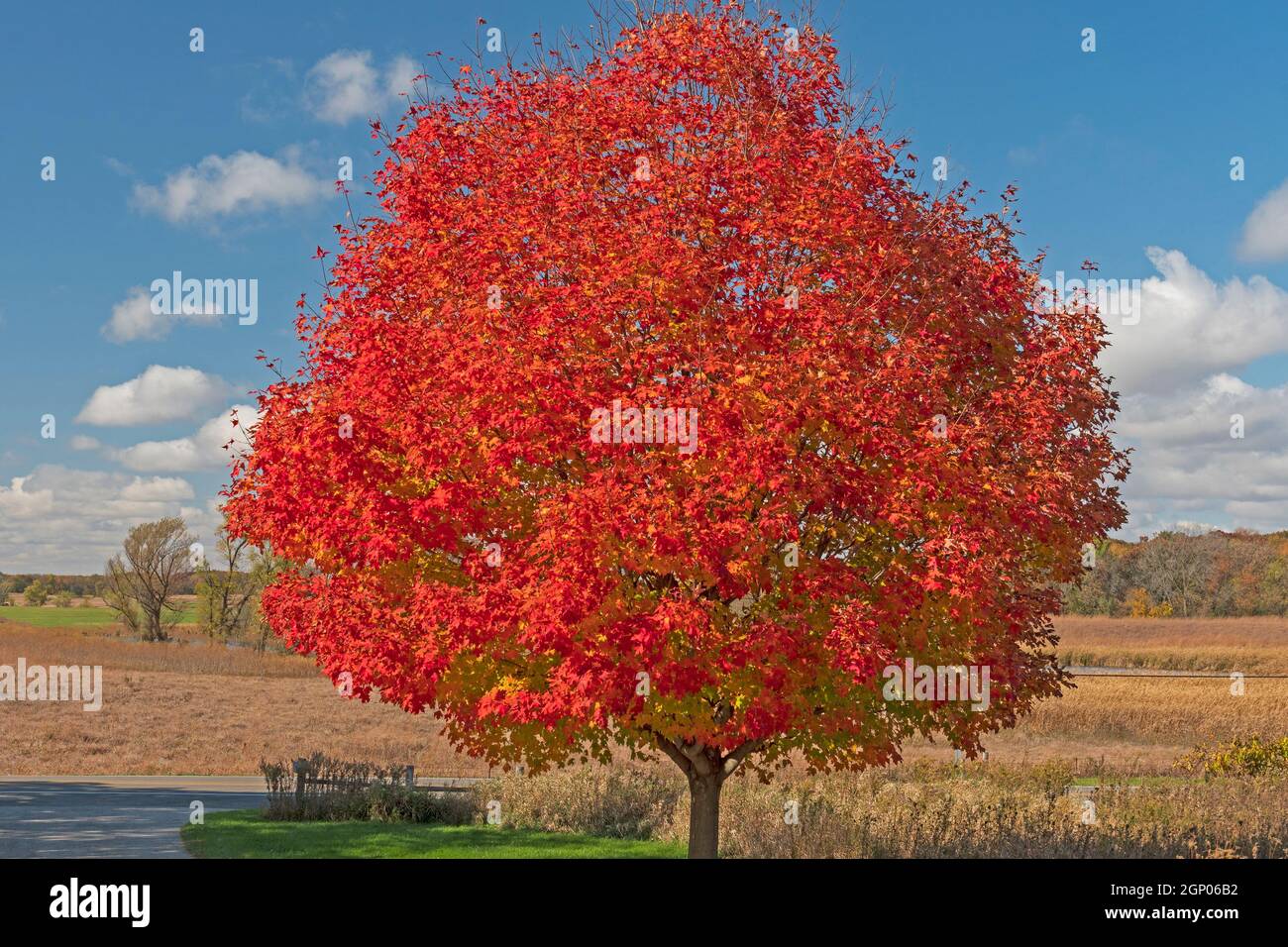 Very Red Maple Tree in the Fall in Volo Bog State Natural Area in ...