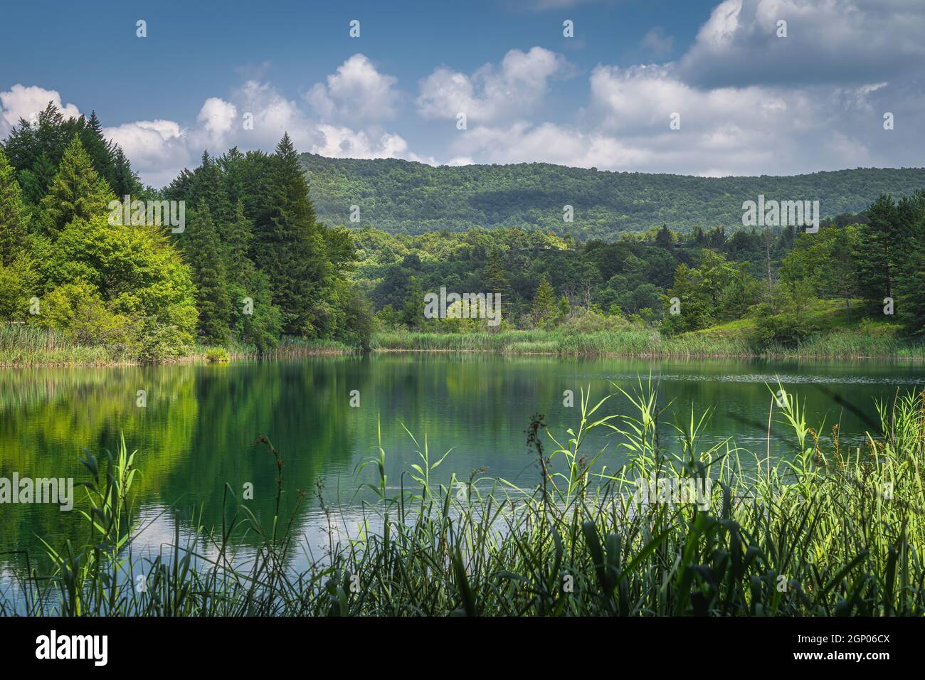 Beautiful emerald coloured lake surrounded by tall reeds and green lush ...