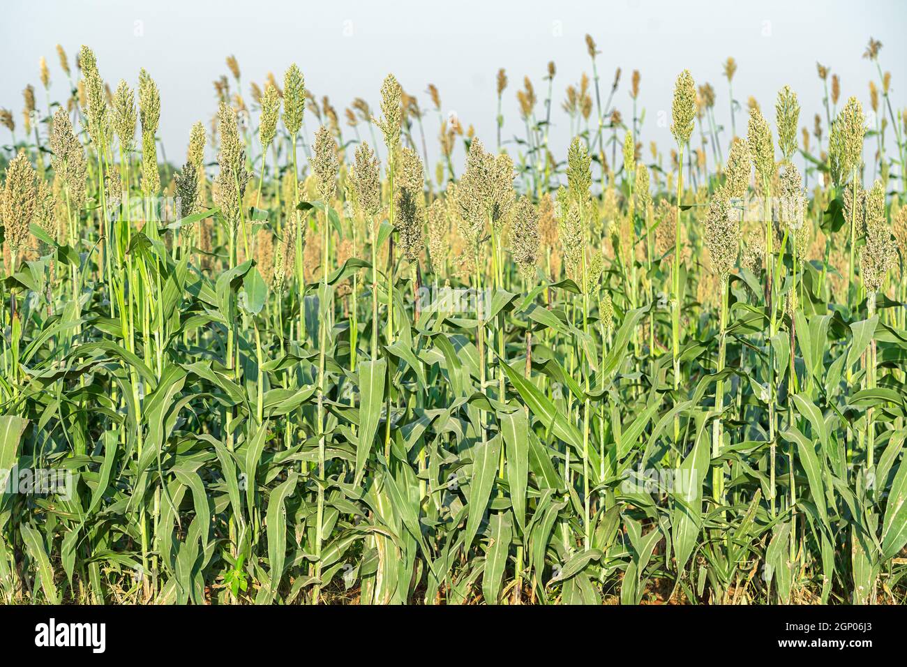 Finger Millet Plantation