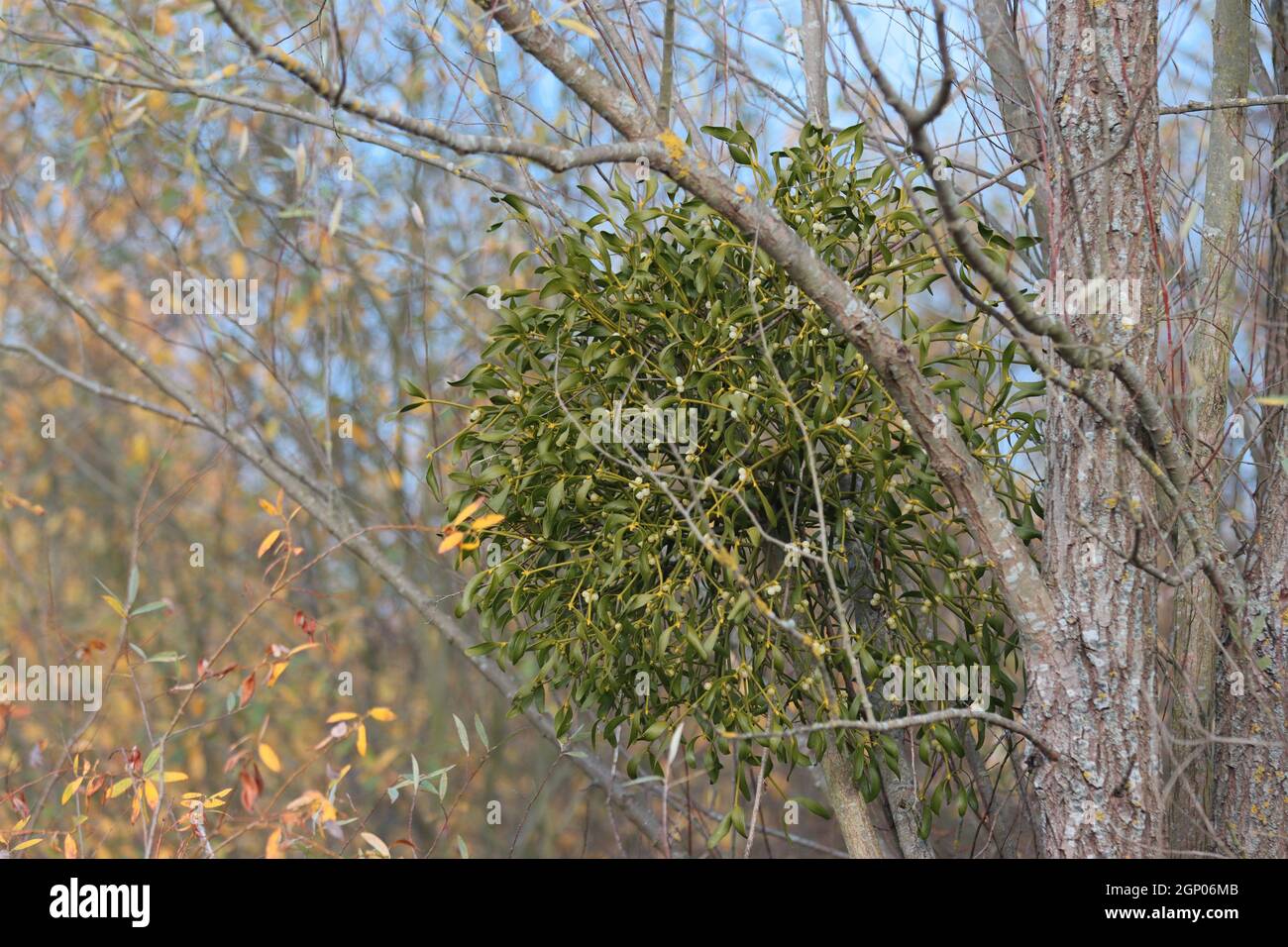 The plant is white mistletoe, a parasite on trees Stock Photo - Alamy