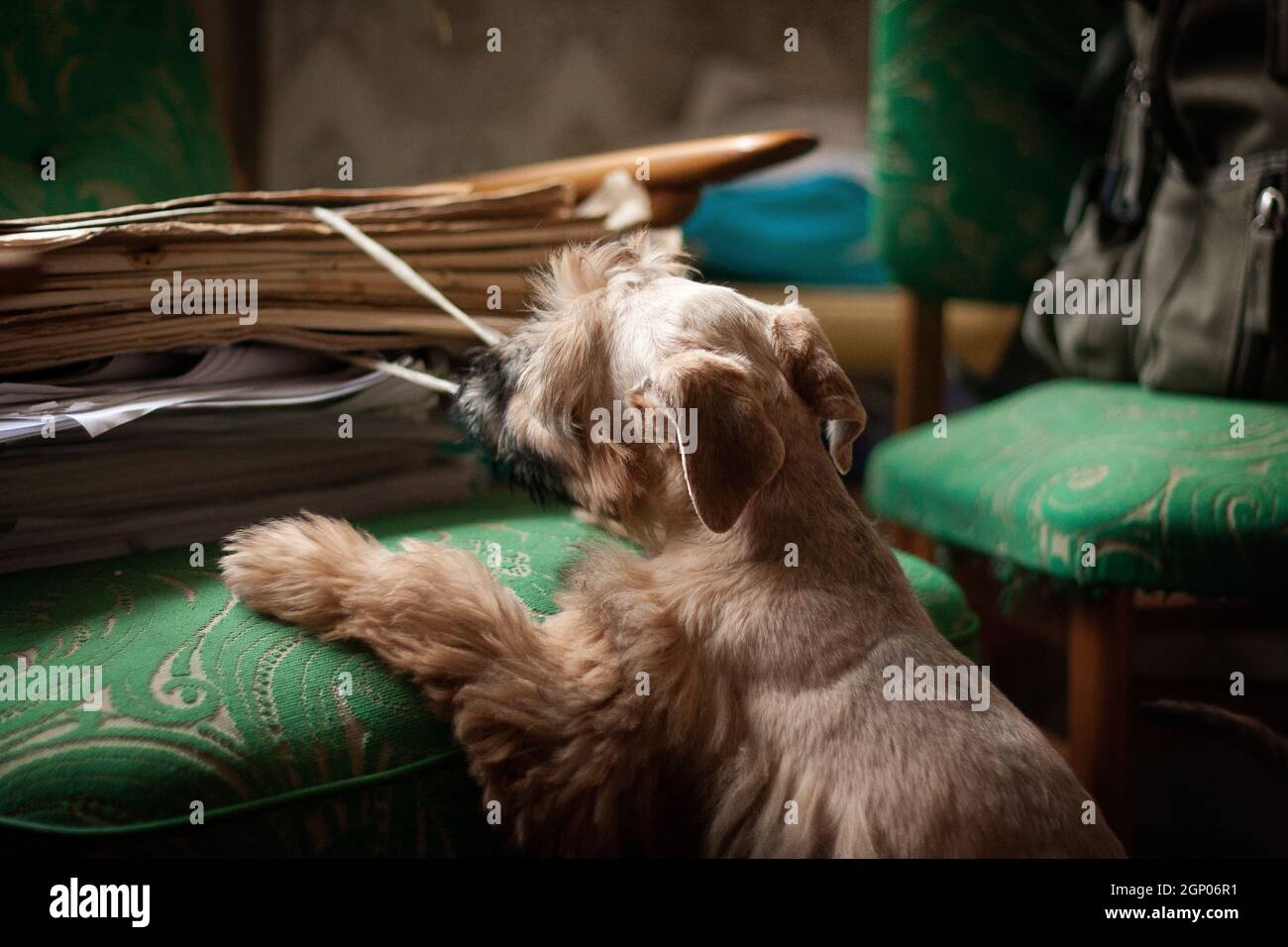 Irish Soft Coated Wheaten Terrier is a breed of dog. It differs from ...