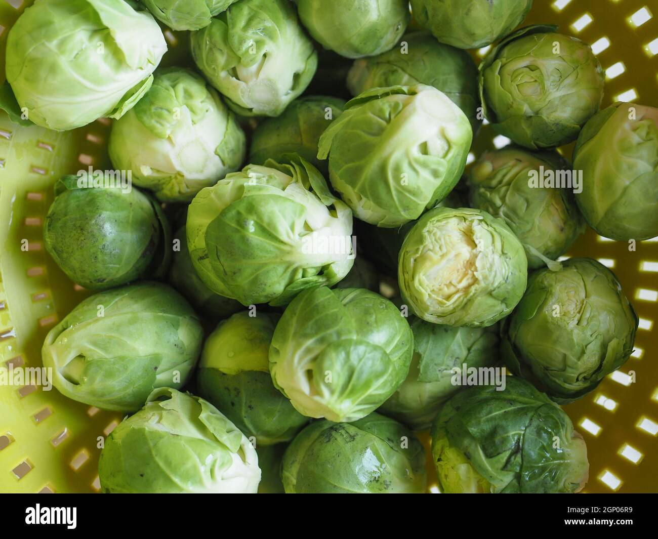 brussels sprouts cabbage vegetables vegetarian food (scientific name ...