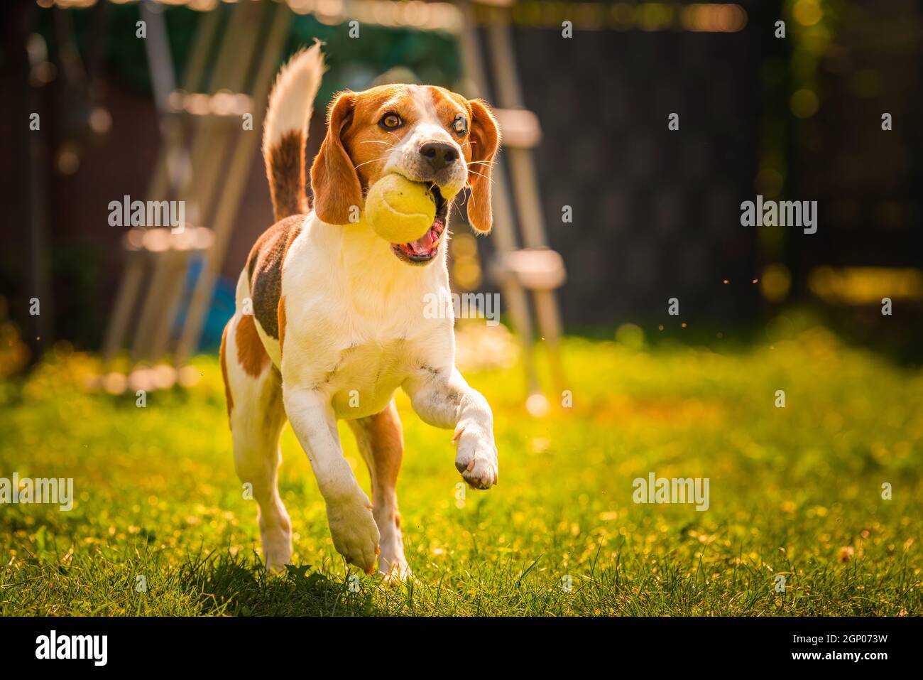 Fetching a ball hi-res stock photography and images - Alamy