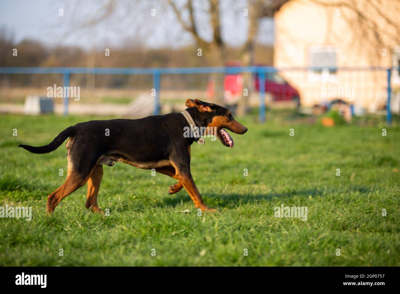 Black hound is playing on the green lawn Stock Photo - Alamy