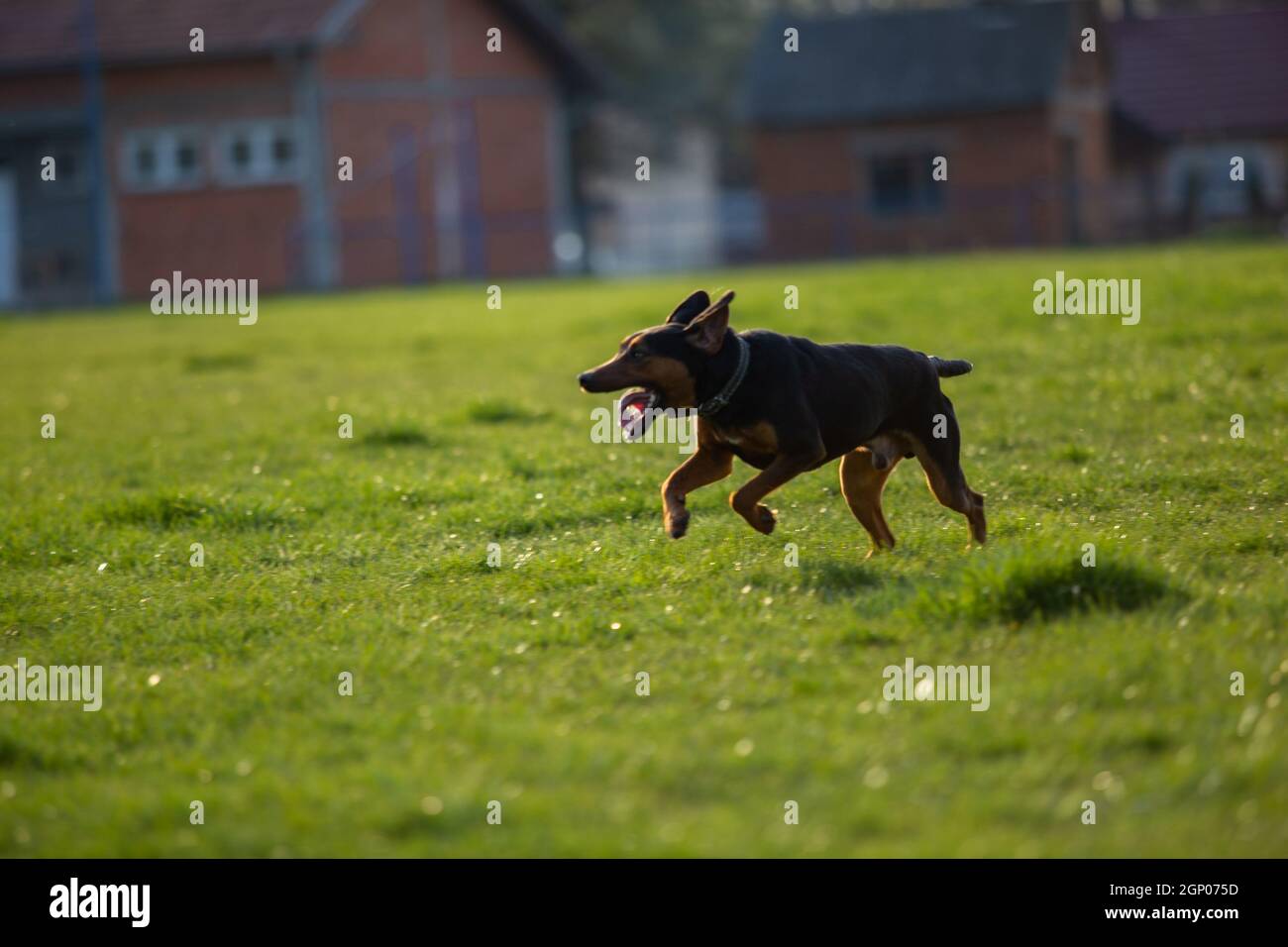 Black hound is playing on the green lawn Stock Photo - Alamy
