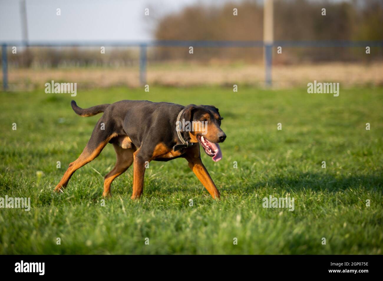 Hound is playing on the green lawn Stock Photo - Alamy
