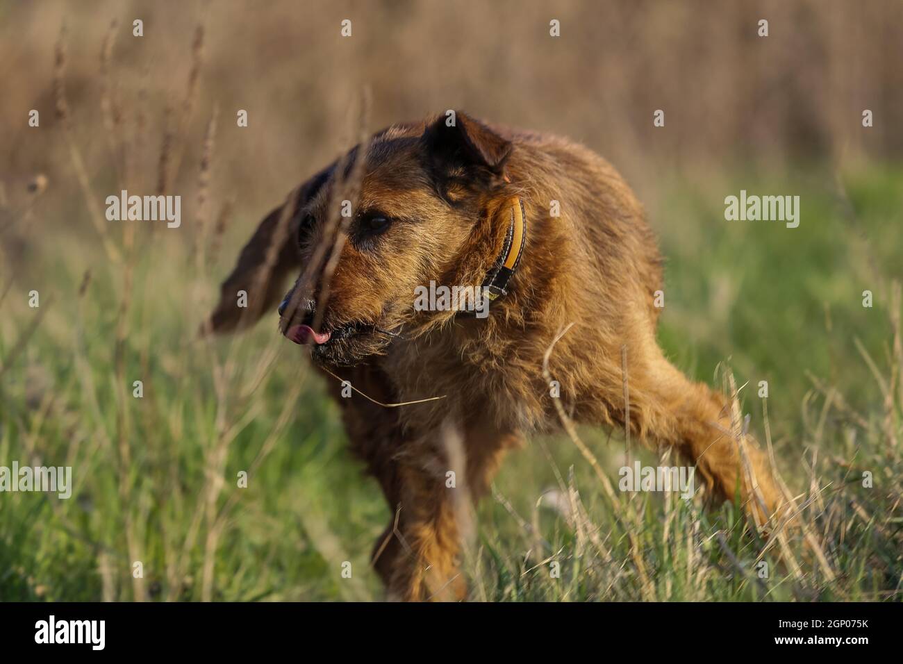 Closeup of the brown dog playing in the grass Stock Photo - Alamy
