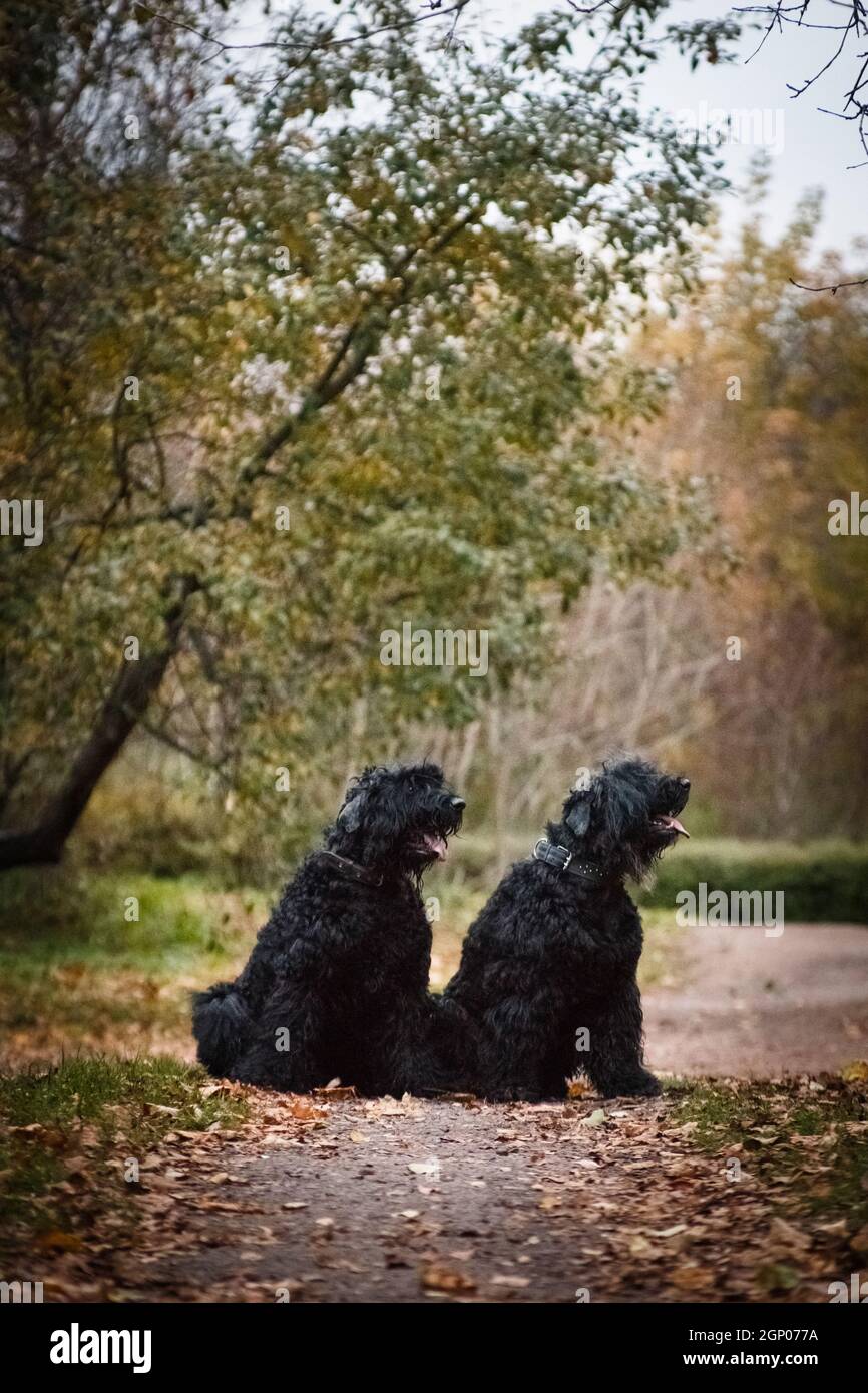 Soviet dog breed hi-res stock photography and images - Alamy