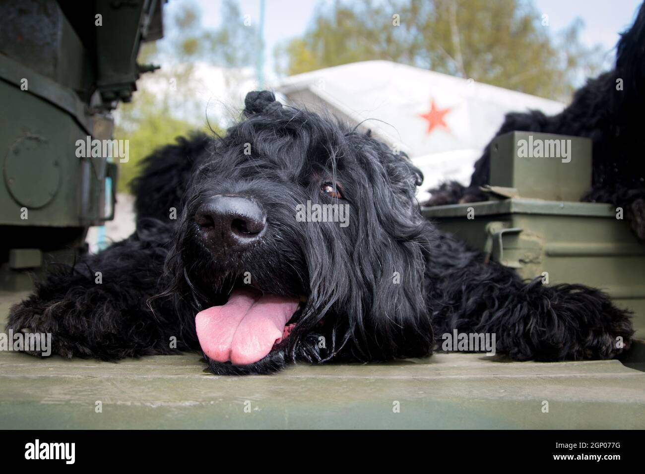 A close-up portrait of a Russian Black Terrier, a large and formidable ...