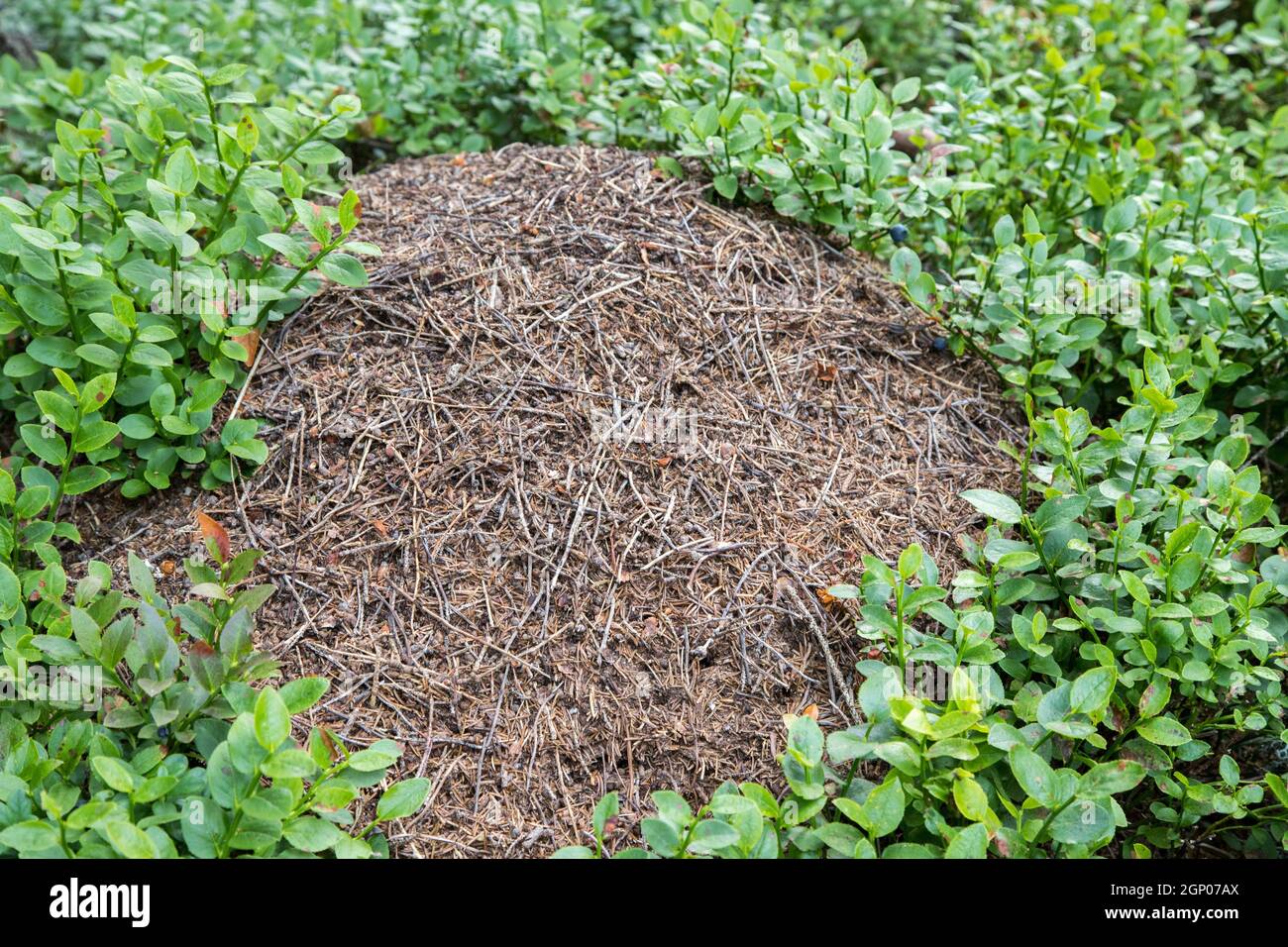 Closeup picture of an anthill in the forest Stock Photo - Alamy