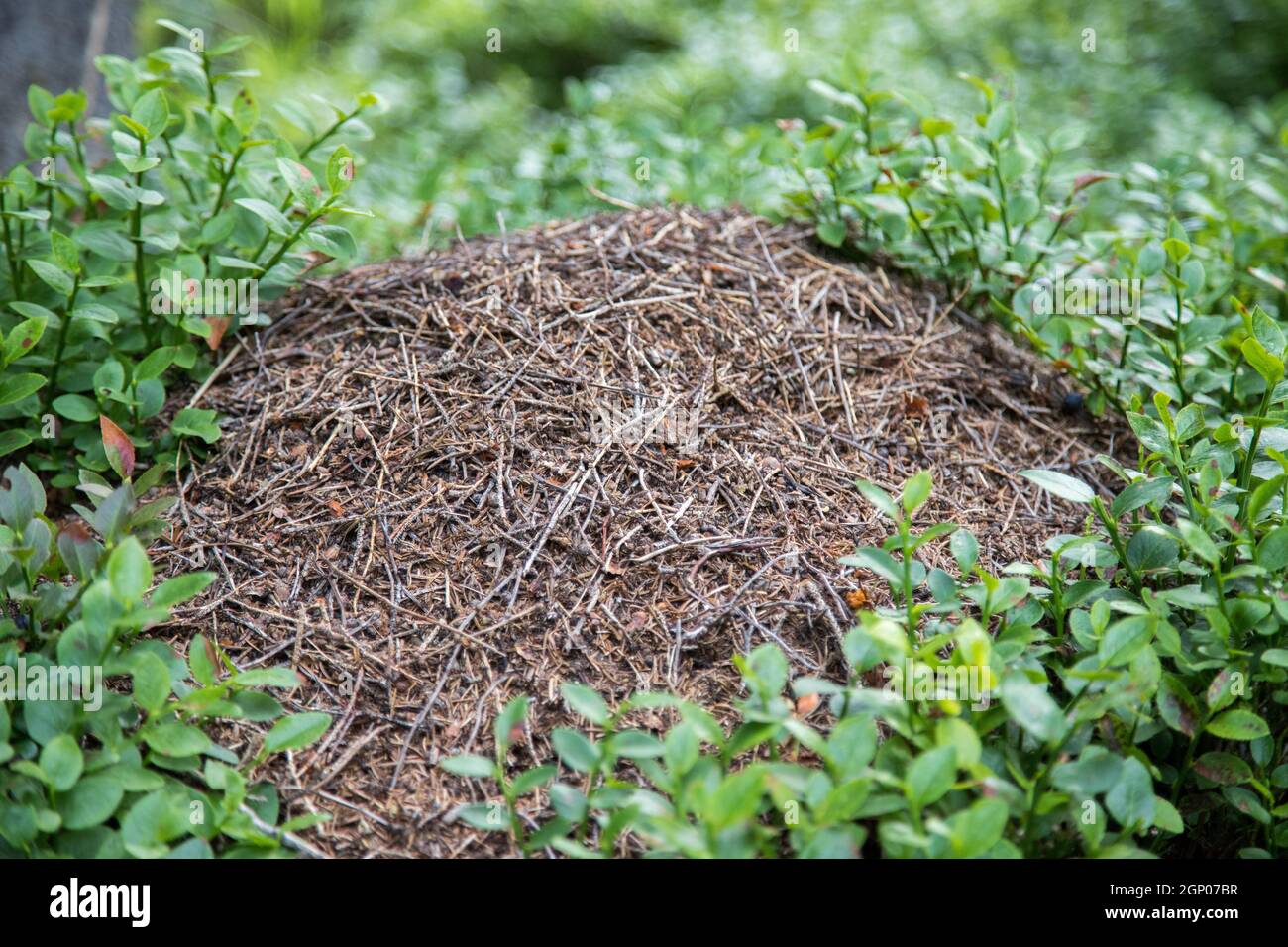 Closeup picture of an anthill in the forest Stock Photo - Alamy