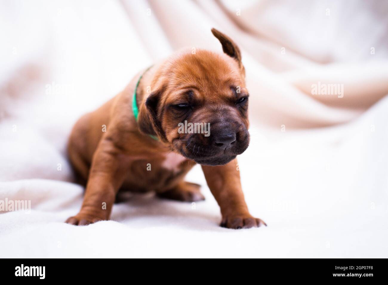 Small cute red-haired puppy with a black nose of a Rhodesian Ridgeback ...
