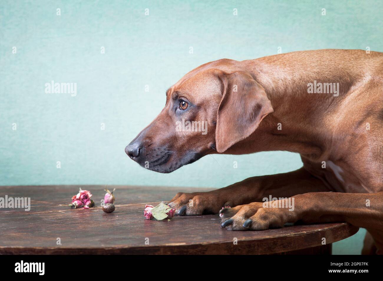 Trained ginger big dog, Rhodesian ridgeback breed, aspiring profile ...