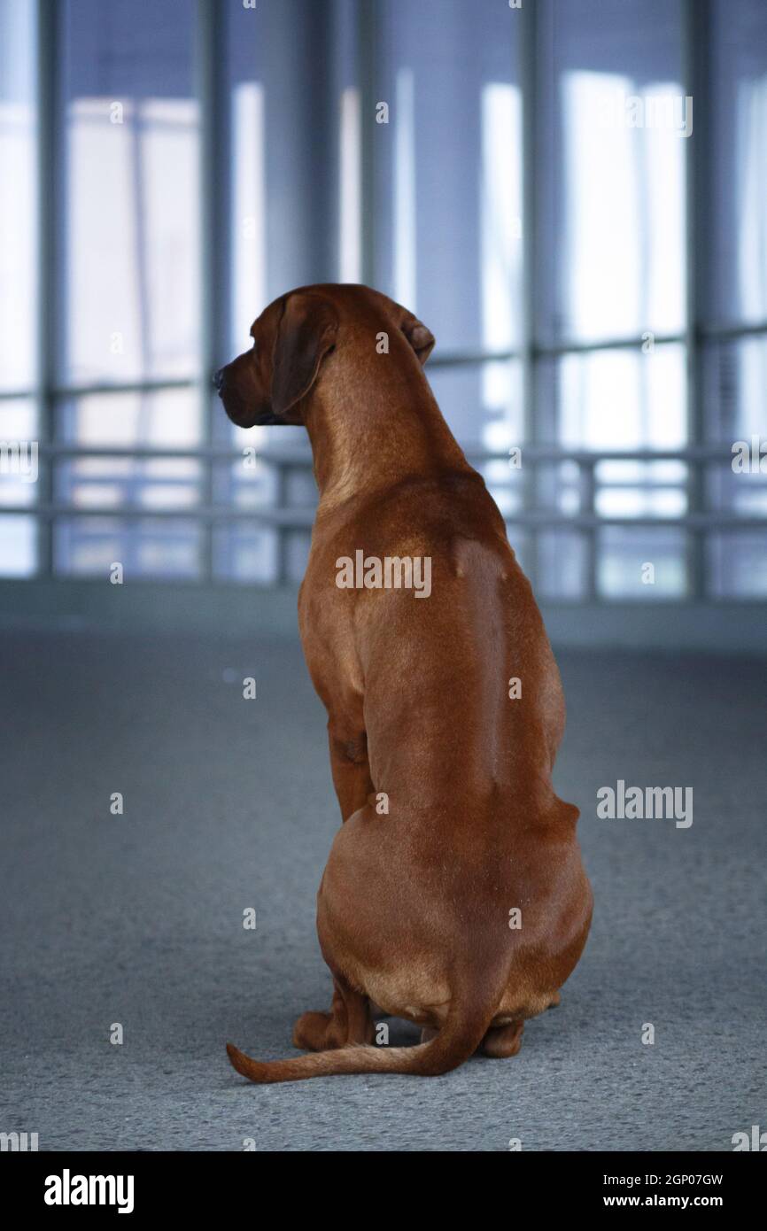 A beautiful large red dog Rhodesian Ridgeback sits backwards in the ...