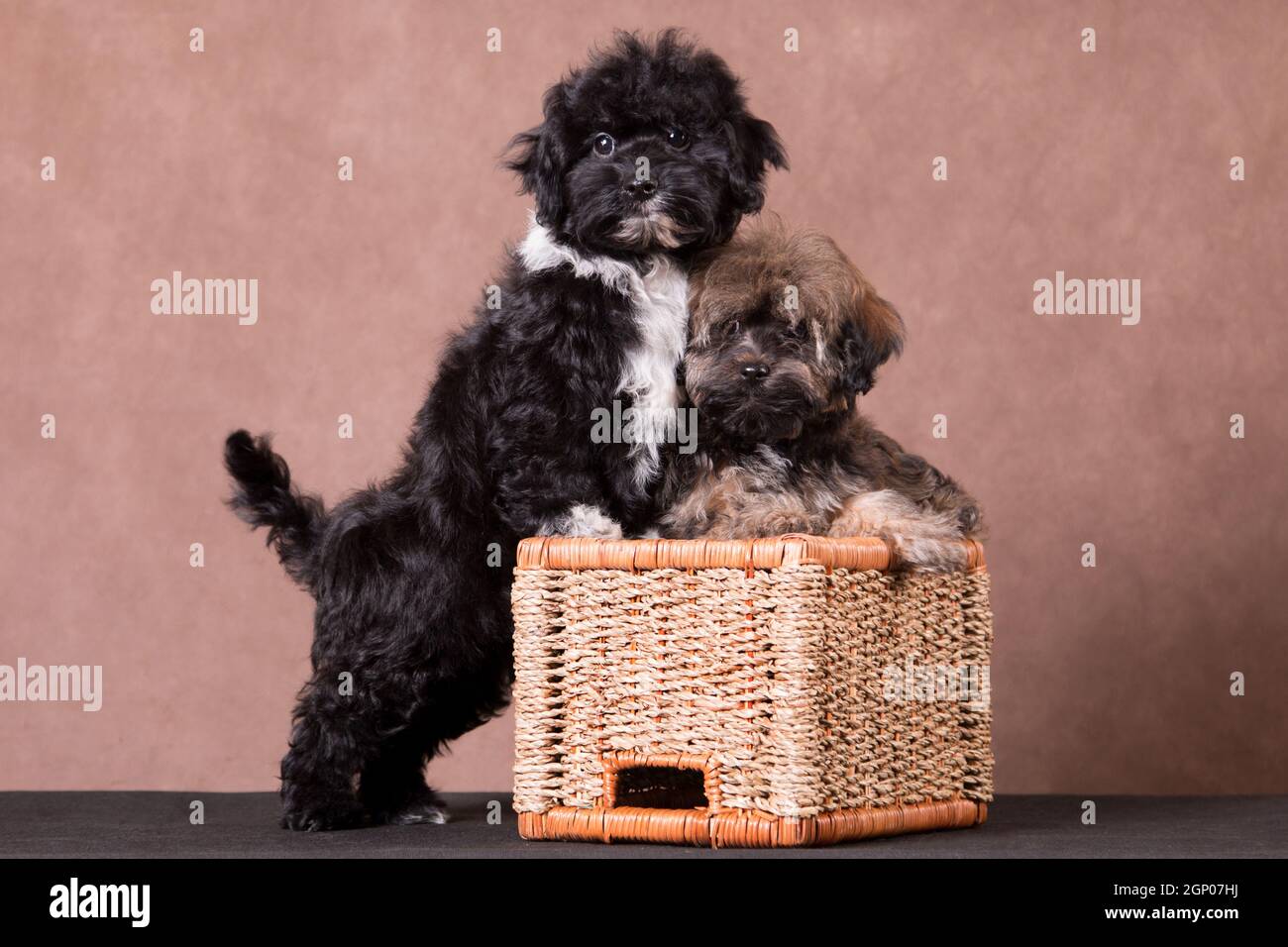 Two puppies of the Russian breed Russian colored lapdog, black and ...