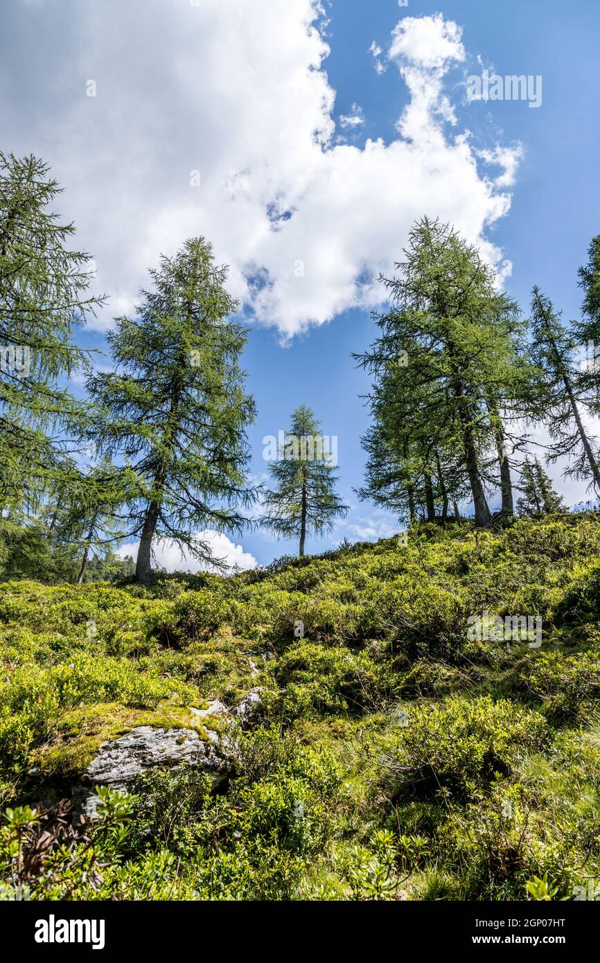 Idyllic mountain landscape in the alps: Beautiful scenery of meadow ...
