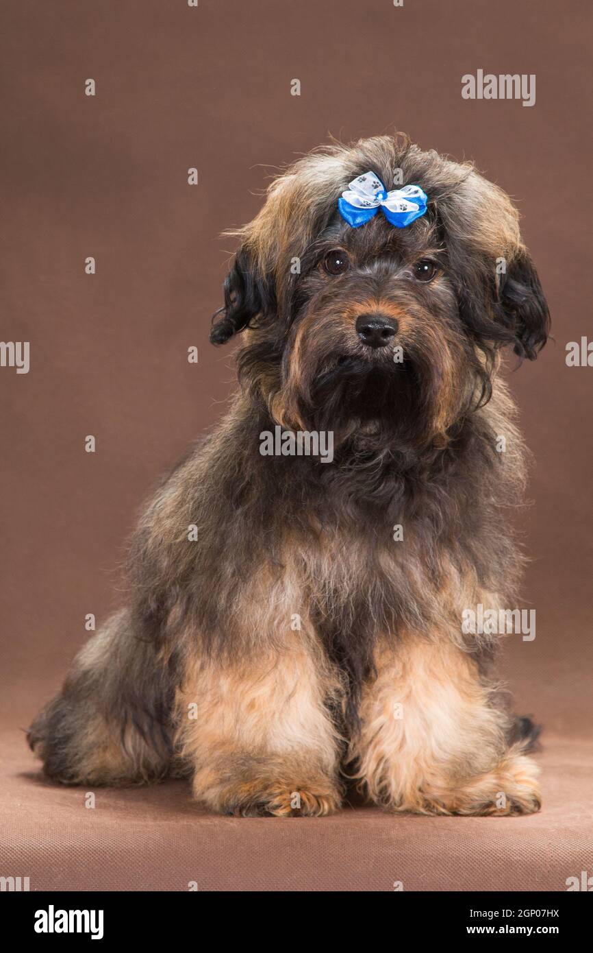 Red-brown-black with a bow Russian colored lapdog sits on a brown ...