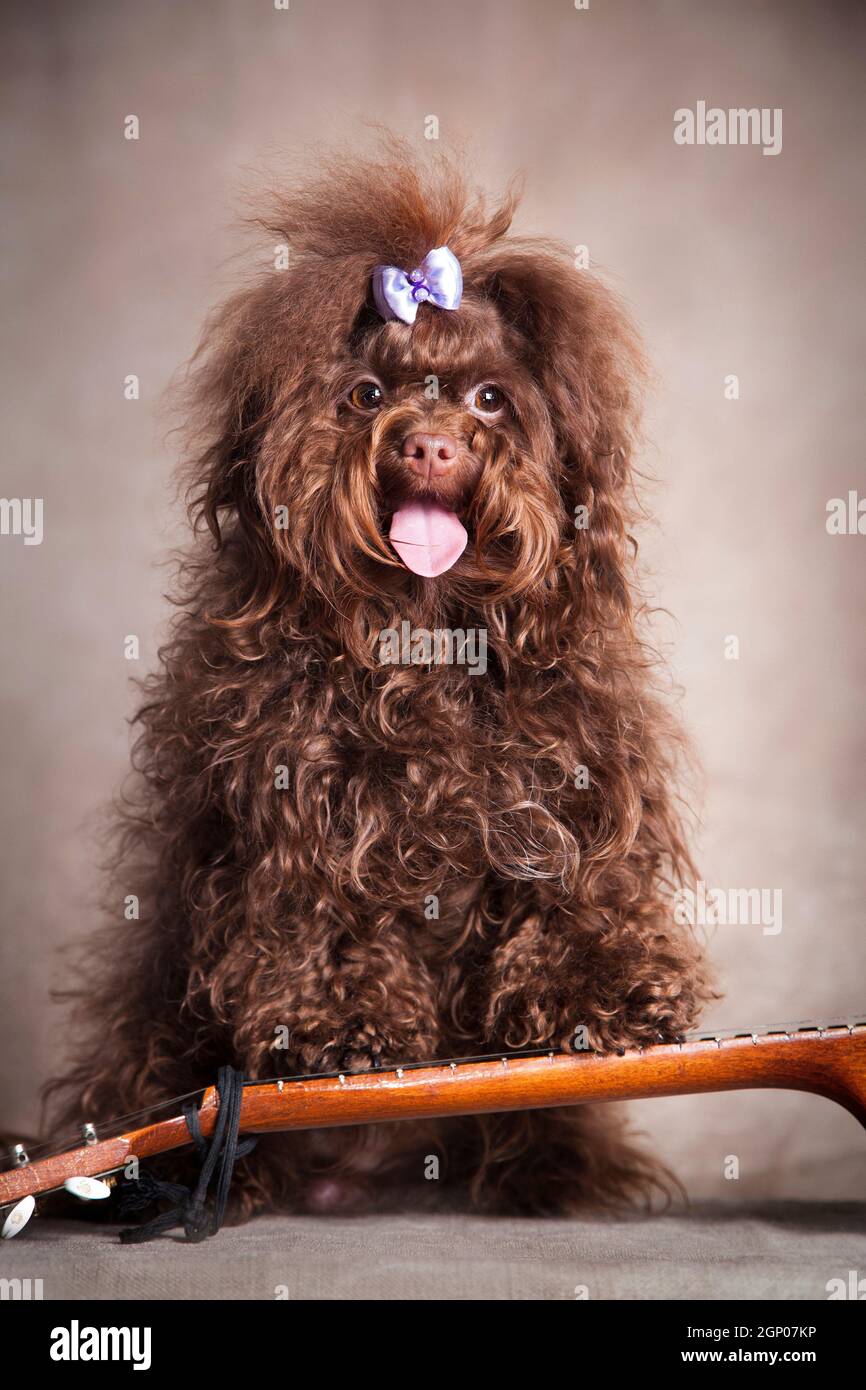 Curly lapdog hi-res stock photography and images - Alamy