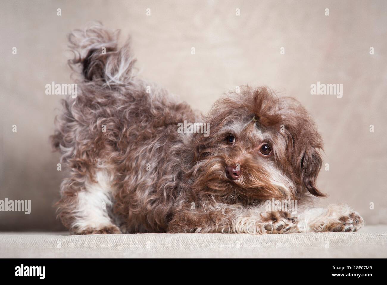 Little gray with a red color curly funny dog of a native Russian breed ...
