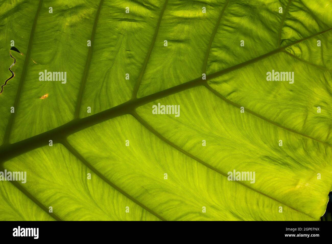 Sun light through a leaf Stock Photo - Alamy