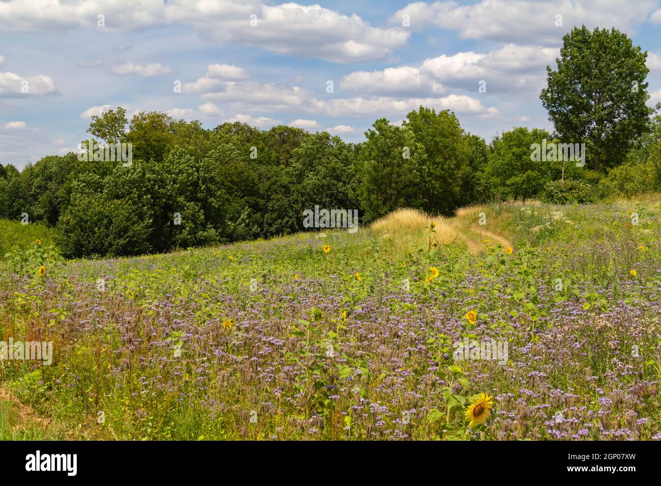 idyllic rural scenery around the Jagst Valley in Hohenlohe, a district ...