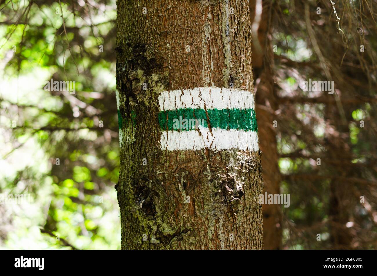 Green hiking trail sign. Touristic sign or mark on tree next to ...