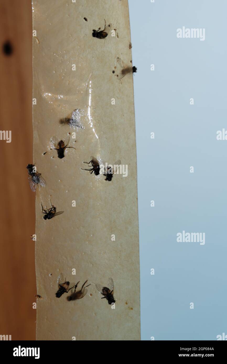 Adhesive tape flytrap hi-res stock photography and images - Alamy