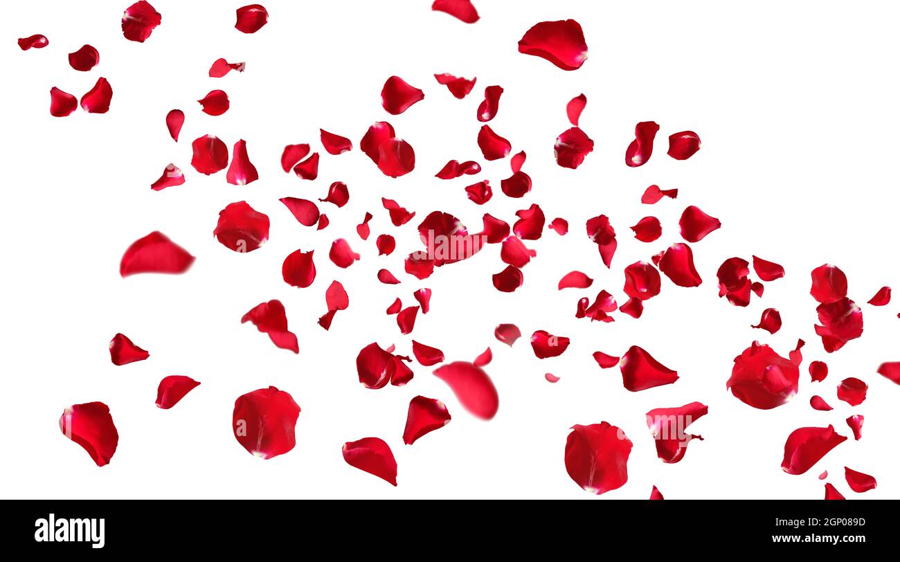 Floating red rose petals isolated animation on white background ...
