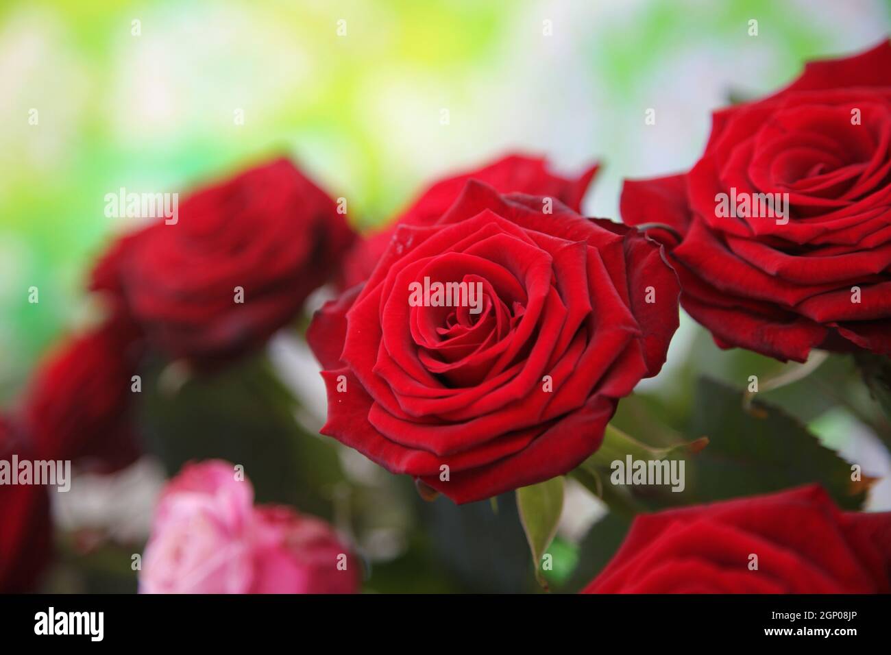 Natural rose from botanical garden Stock Photo - Alamy