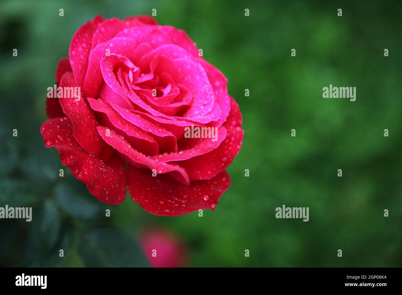Natural rose from botanical garden Stock Photo - Alamy