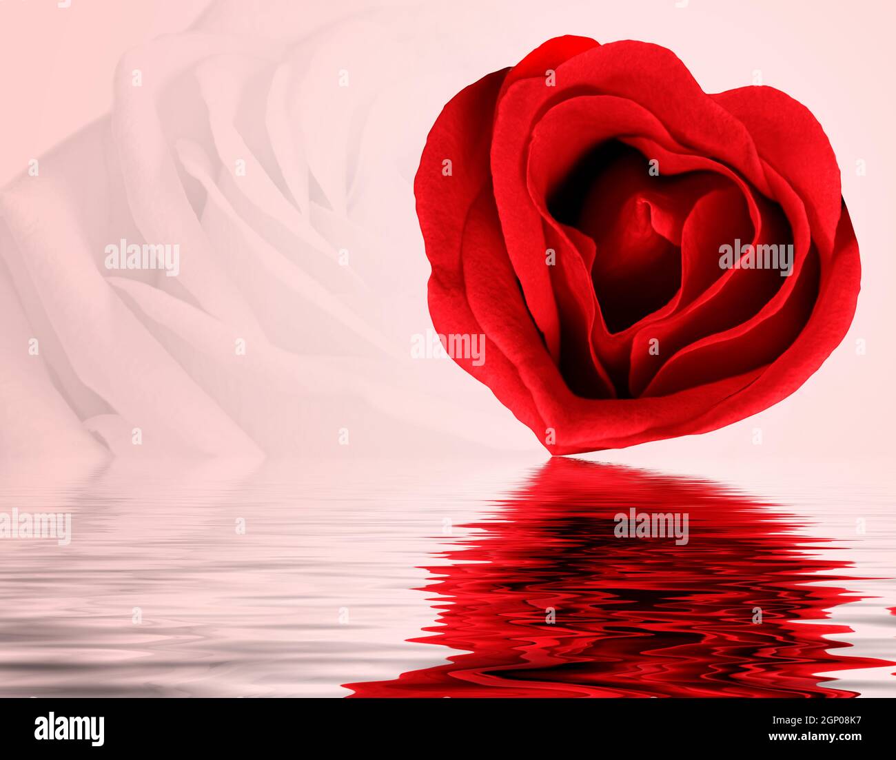 Natural rose from botanical garden Stock Photo - Alamy