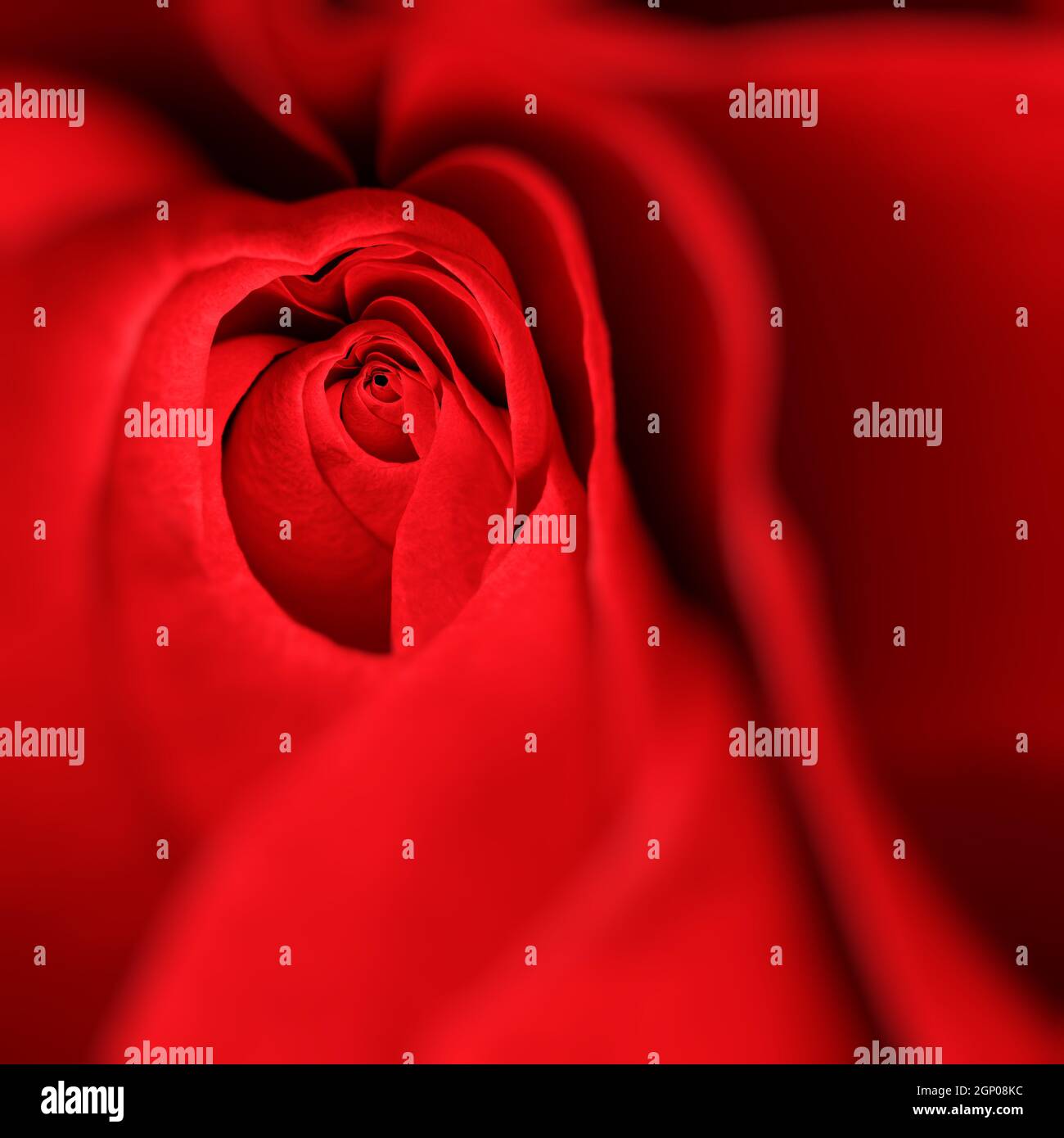 Natural rose from botanical garden Stock Photo - Alamy