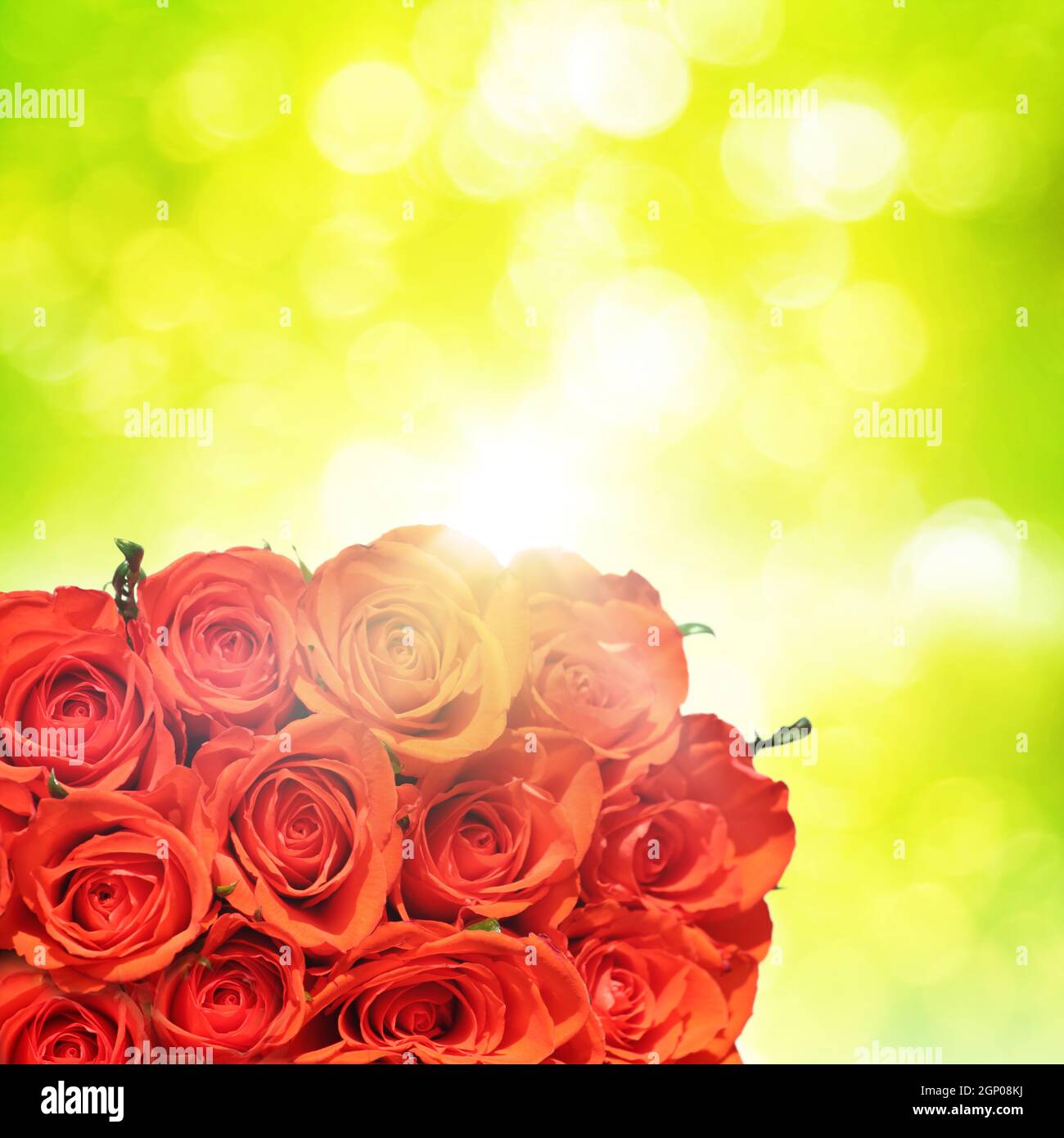 Natural rose from botanical garden Stock Photo - Alamy