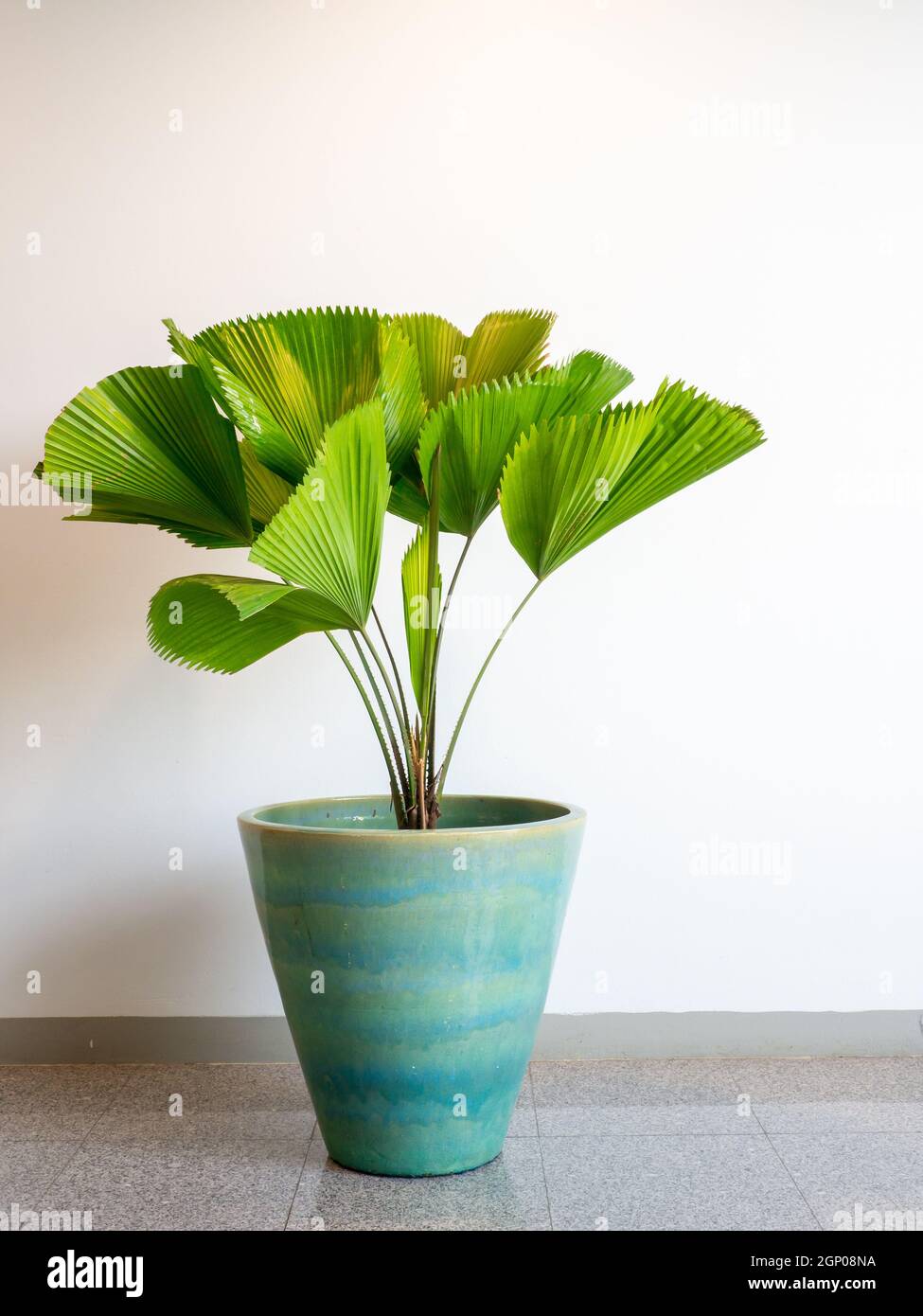 Small tree in a pot on modern building Stock Photo - Alamy