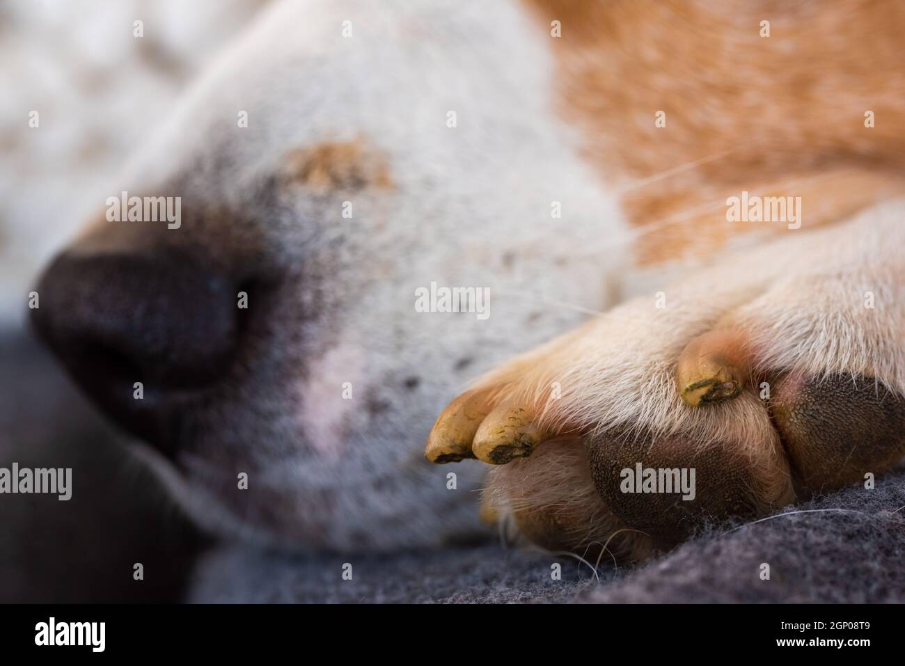 Paw nails hi-res stock photography and images - Alamy