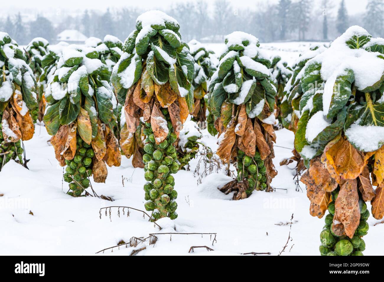 snow covered brussels sprouts on a field in winter Stock Photo - Alamy