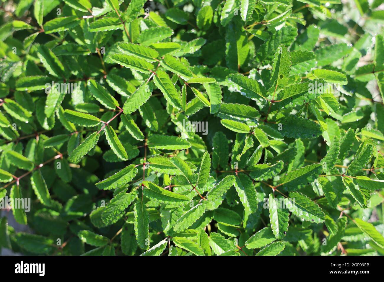 Burnet plant hi-res stock photography and images - Alamy