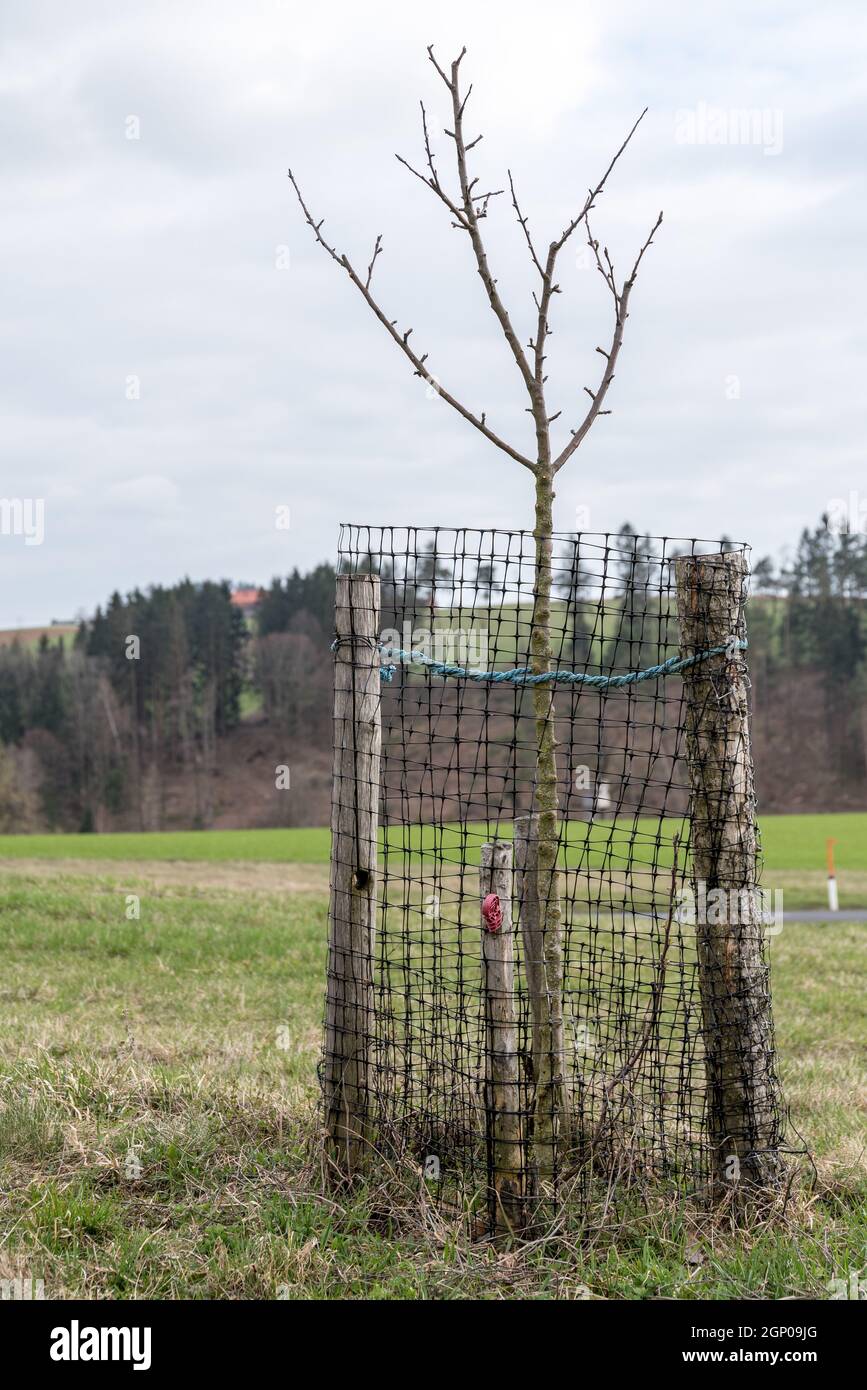 Tree sapling wire mesh hi-res stock photography and images - Alamy
