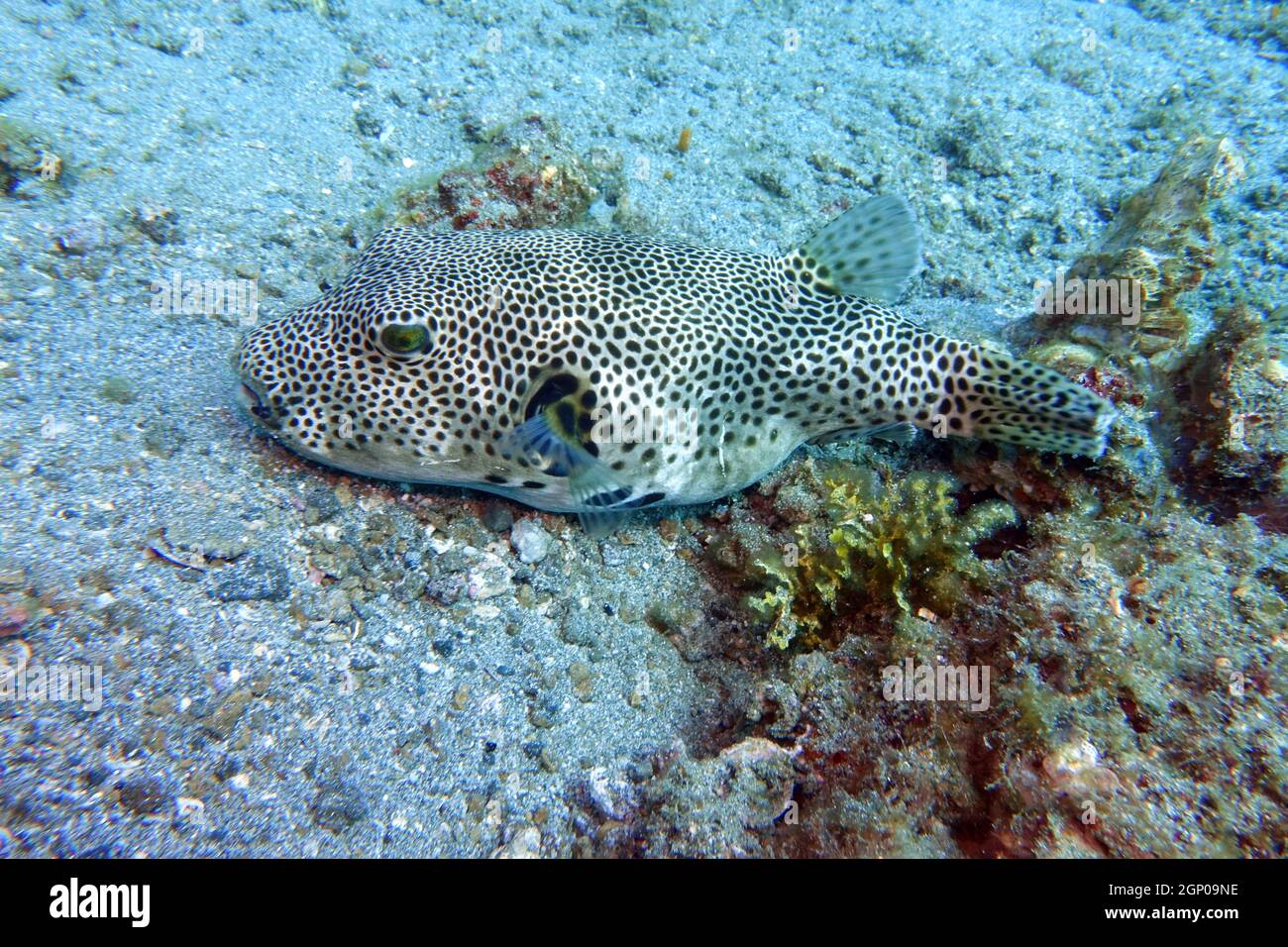 Bitung hi-res stock photography and images - Alamy