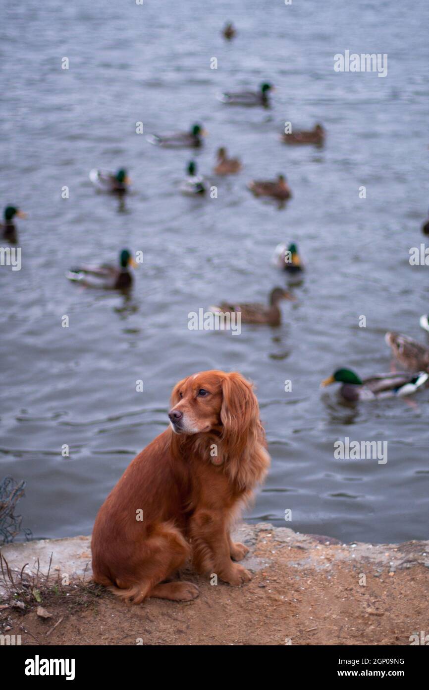The dog of a red color spaniel sits on the bank of the river in which ...