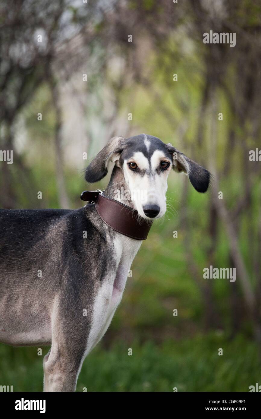 Saluki (Persian greyhound, gazelle dog) - a breed of greyhound dogs, is ...