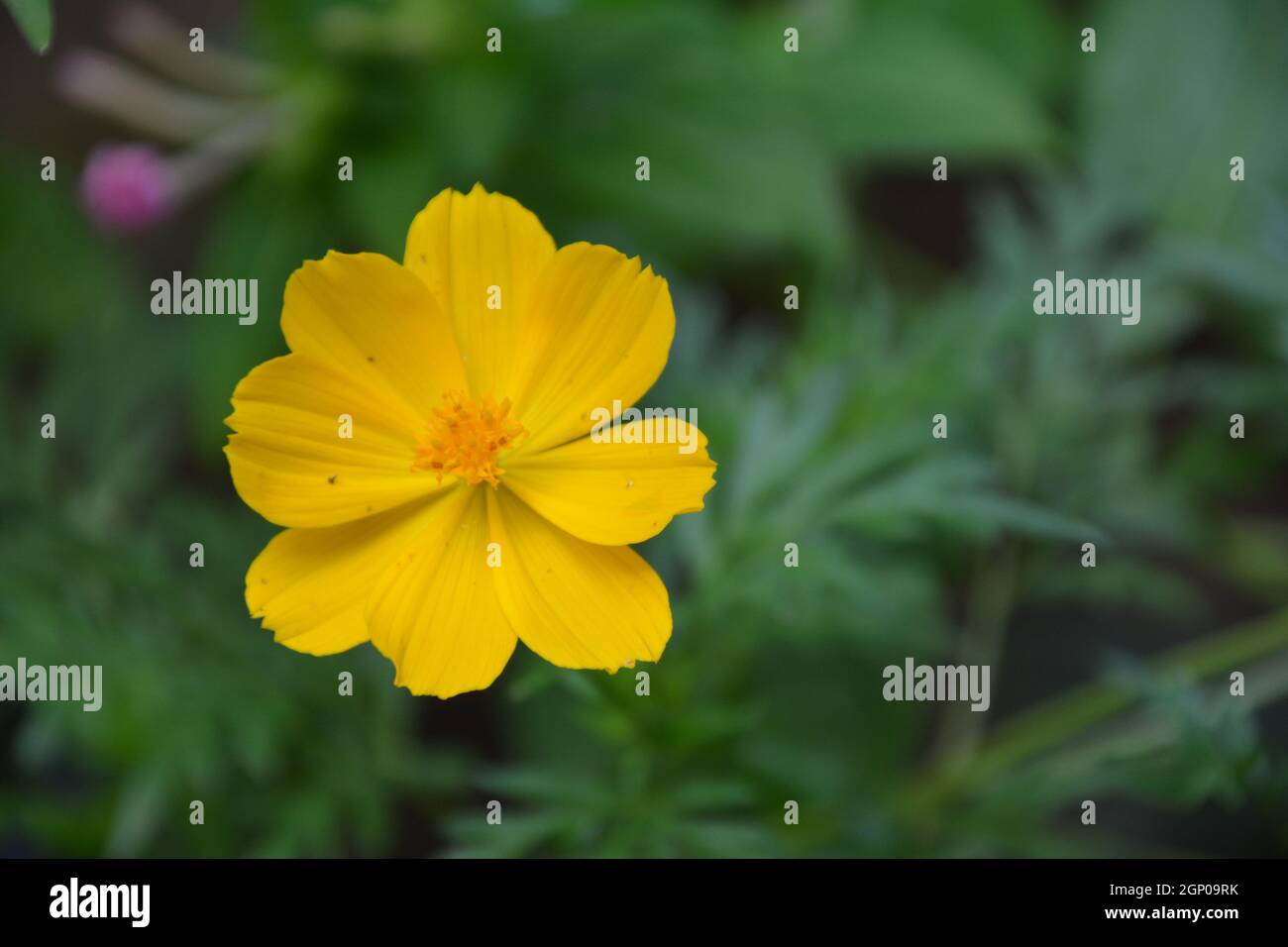 Flower patel hi-res stock photography and images - Alamy