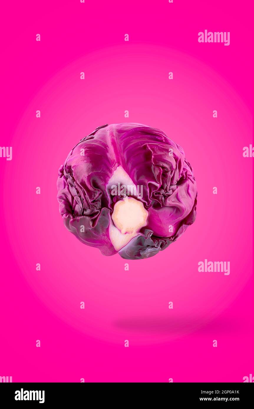 Minimal vegetables concept. One whole red cabbage on bright violet ...