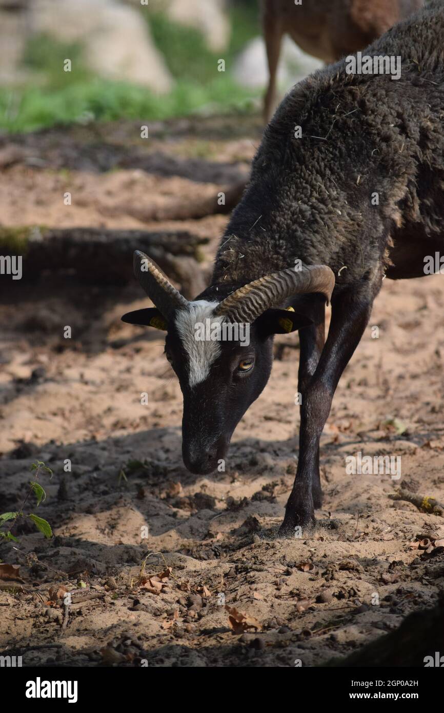 a black Mouflon takes in the Scent Stock Photo - Alamy