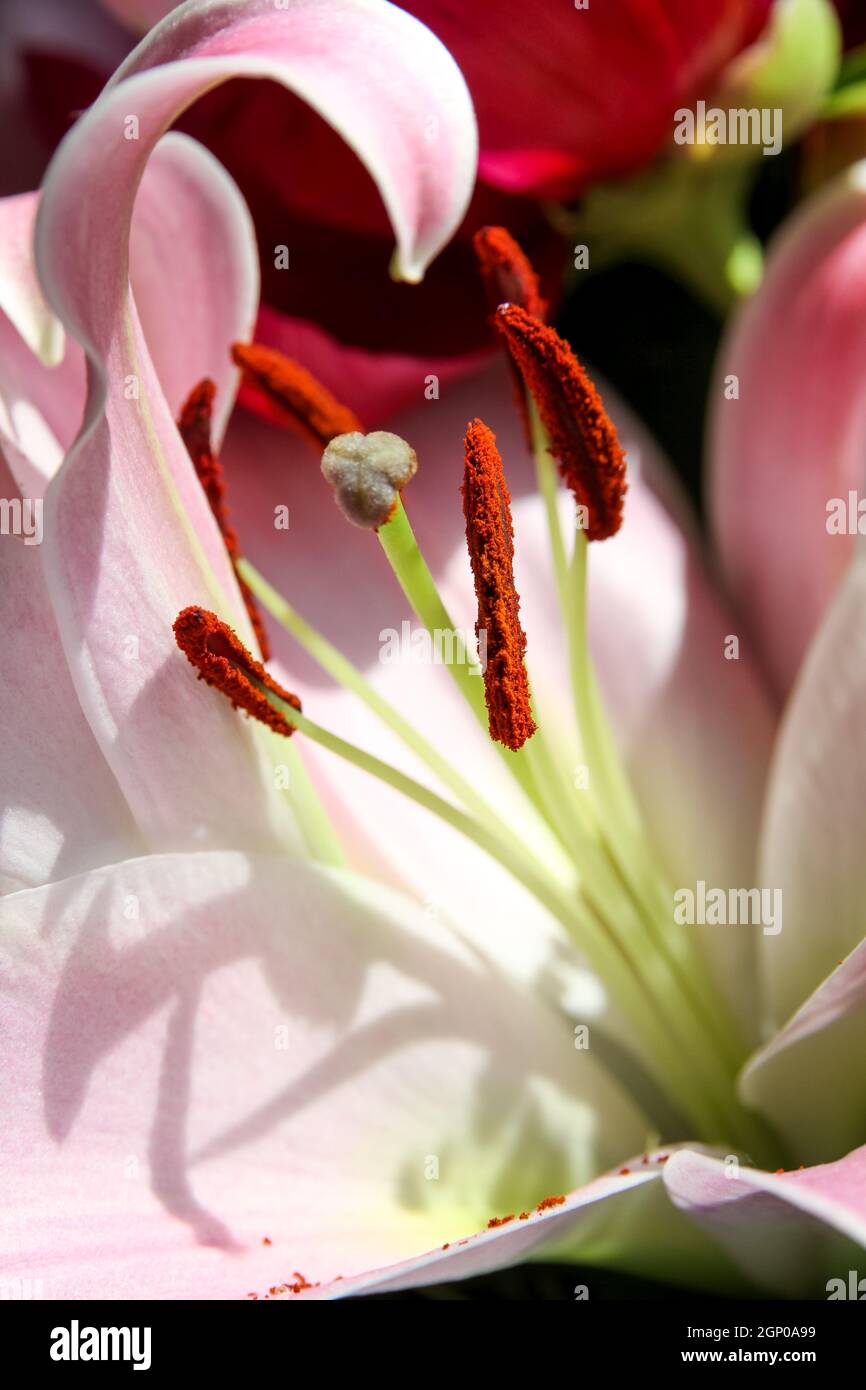 Lily flower macro view. Colorful background wallpaper Stock Photo - Alamy